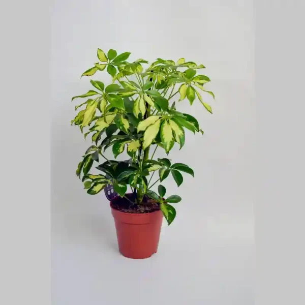 Seflora (Schefflera) Plant- 1pc - hinatanursery.com
